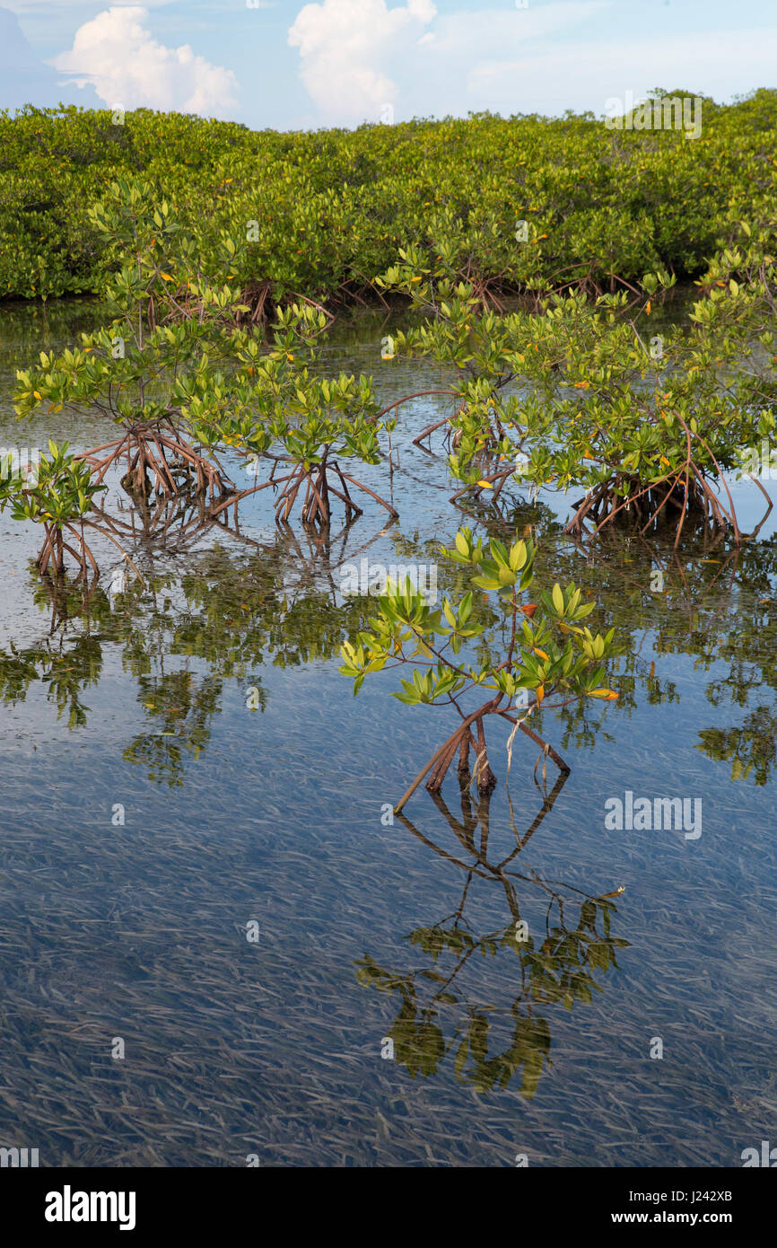 Aerial gardens of the queen cuba hi-res stock photography and images ...