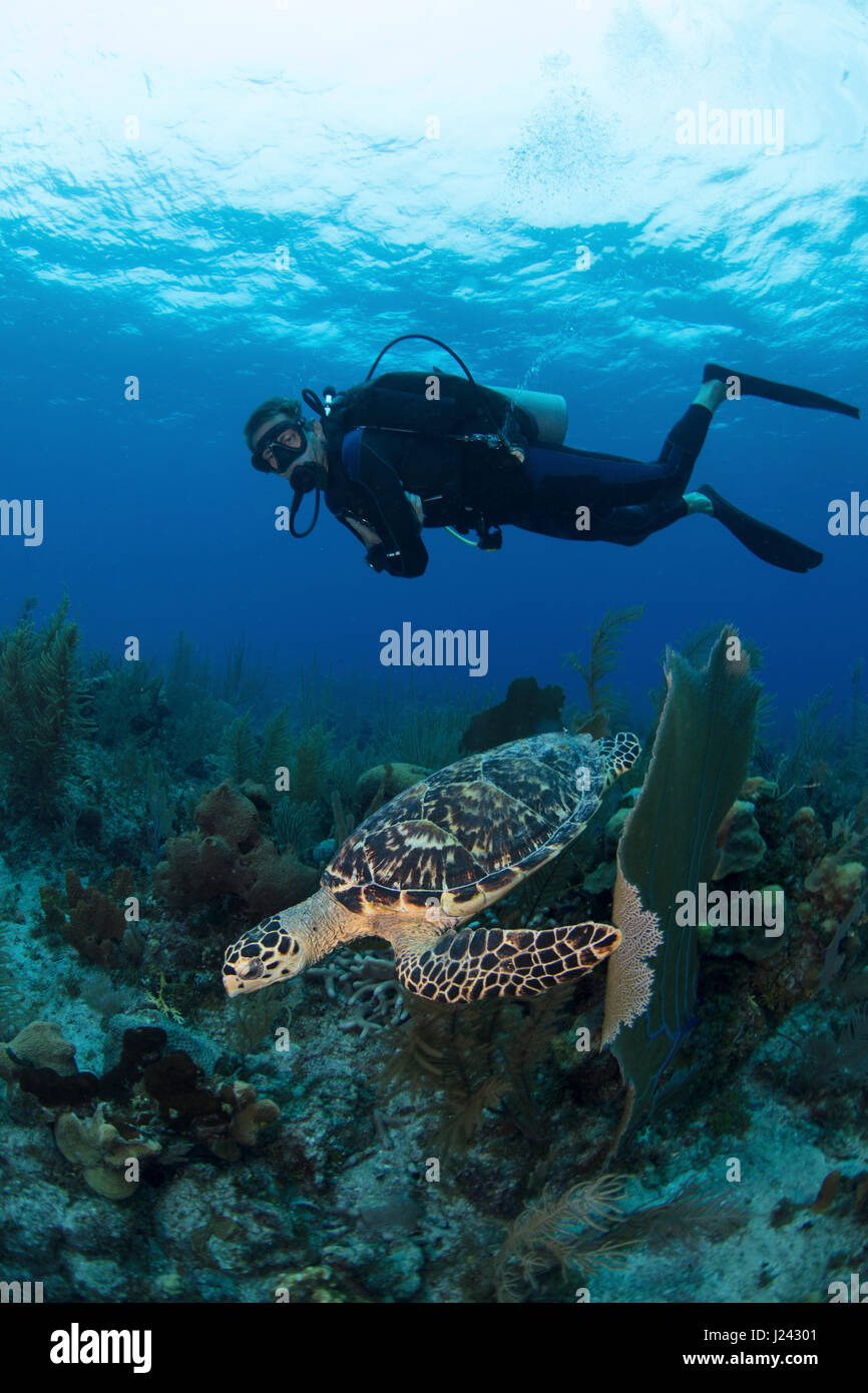 Scuba diver observes a turtle in the Cayman islands Stock Photo - Alamy