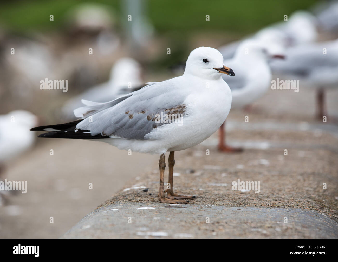 Australian Seagull, San Remo, Victoria, Australia Stock Photo - Alamy