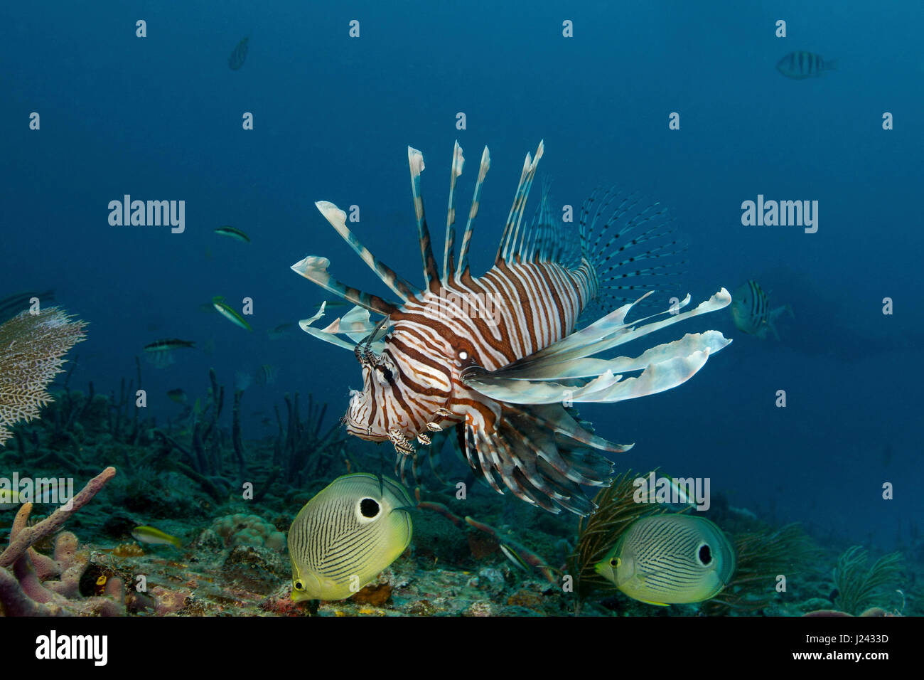 Invasive lionfish on reef in Key Largo, Florida Stock Photo - Alamy