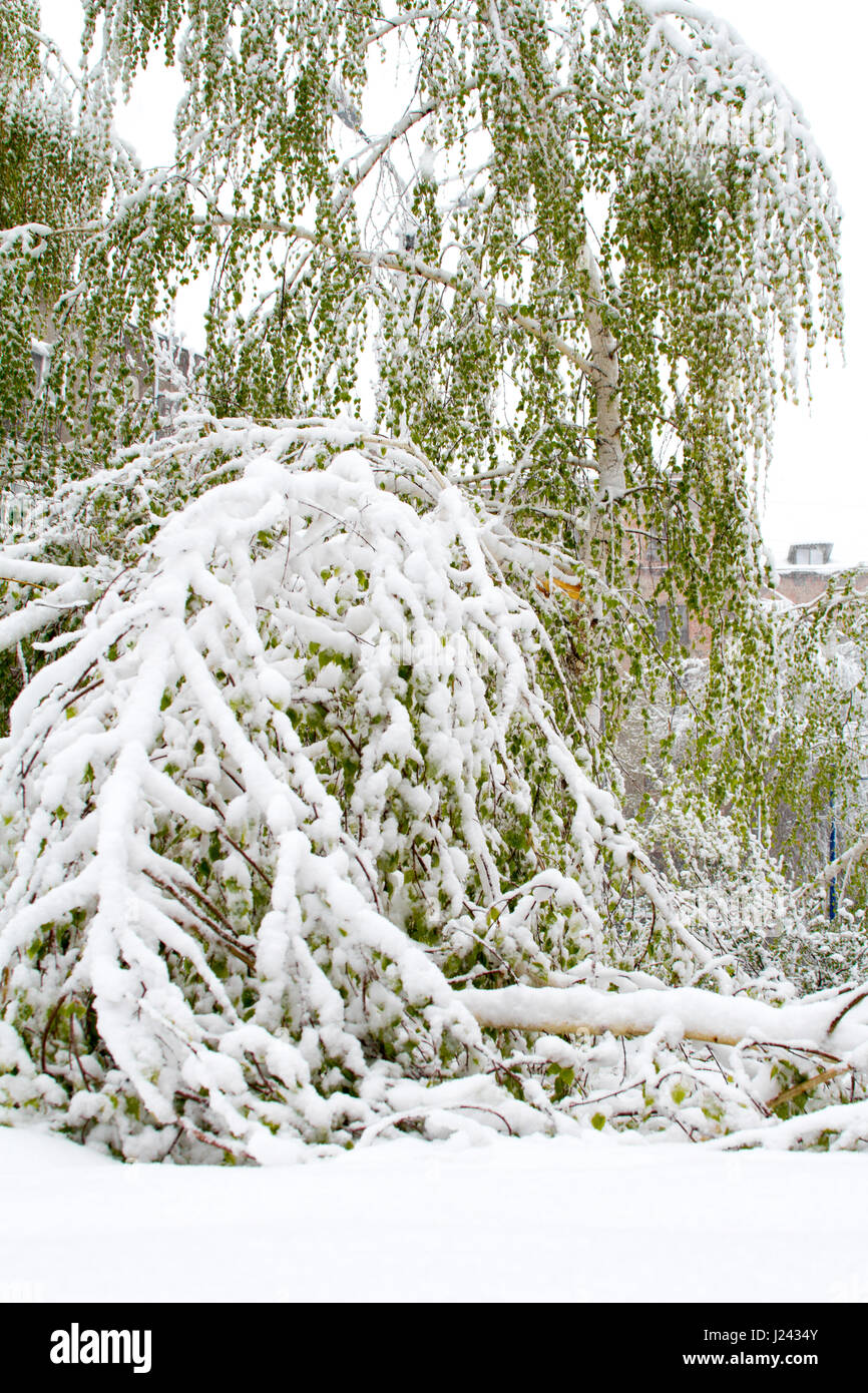 Broken tree under the snow Stock Photo - Alamy
