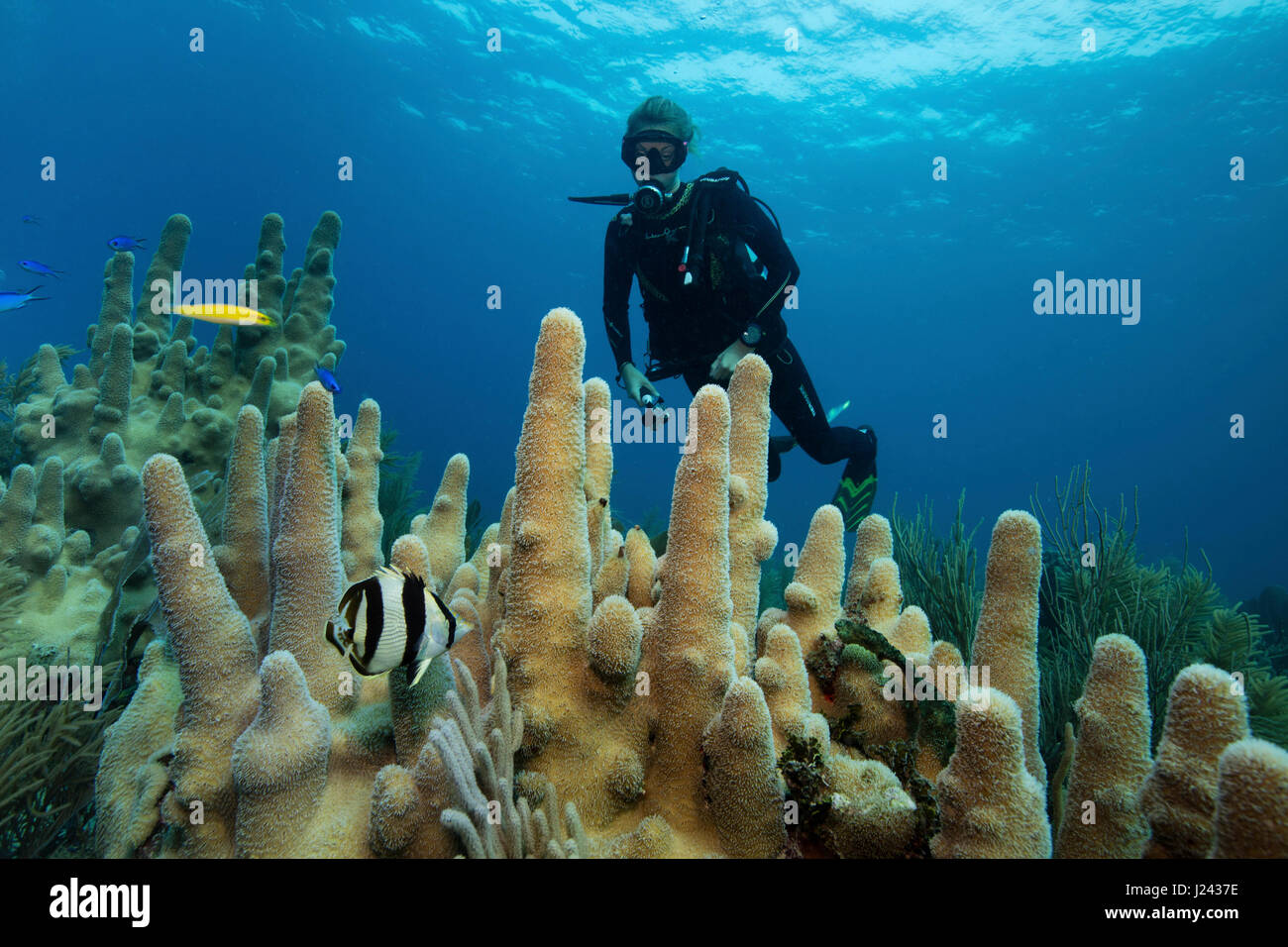 Pillar coral hi-res stock photography and images - Alamy