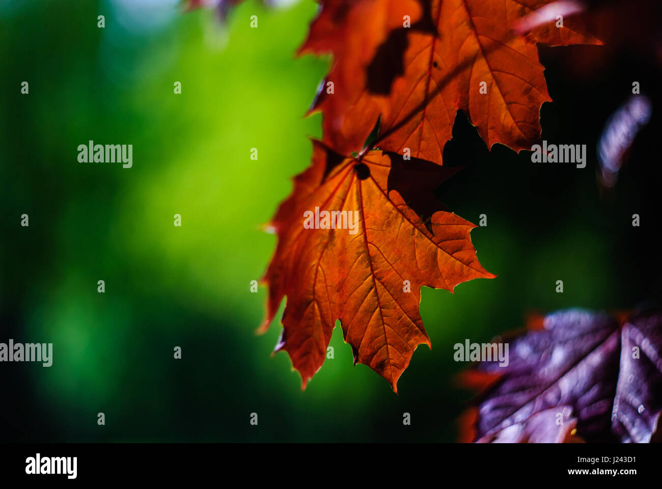 red maple leaf at spring Stock Photo - Alamy