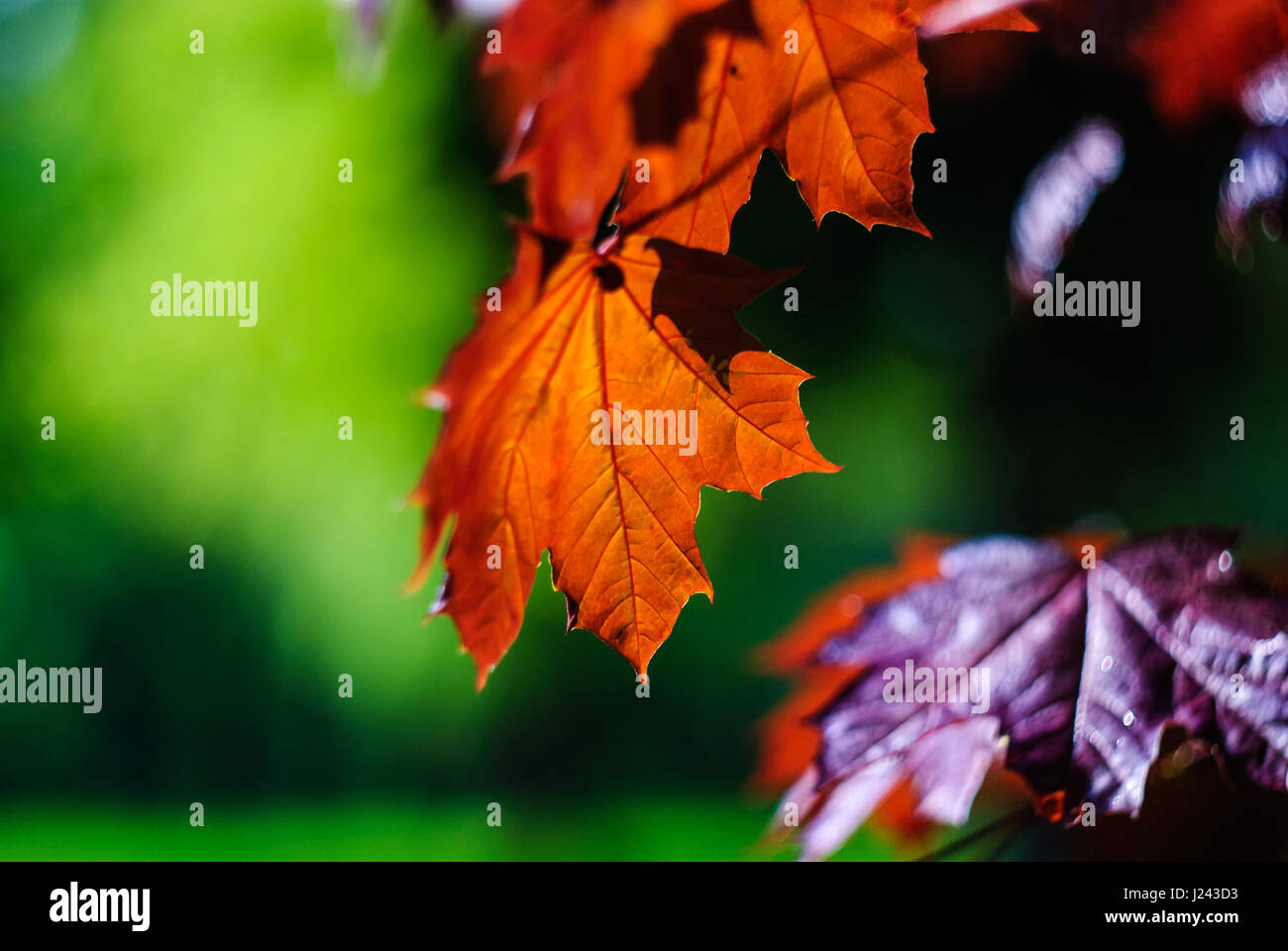 red maple leaf at spring Stock Photo - Alamy