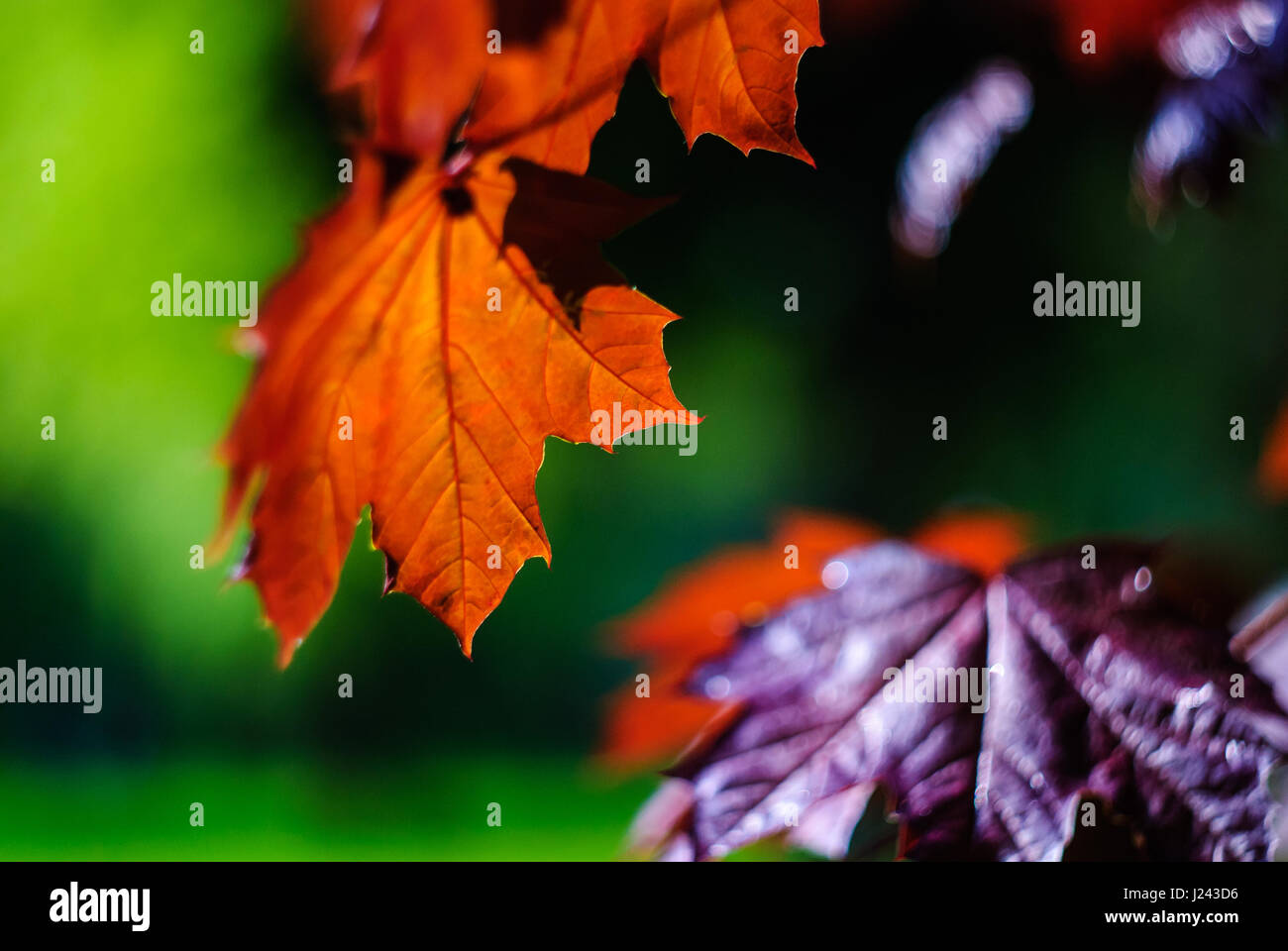 Wallpaper spring hi-res stock photography and images - Alamy