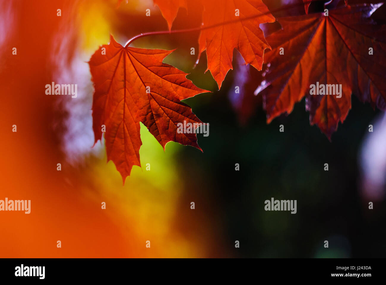 Wallpaper spring hi-res stock photography and images - Alamy