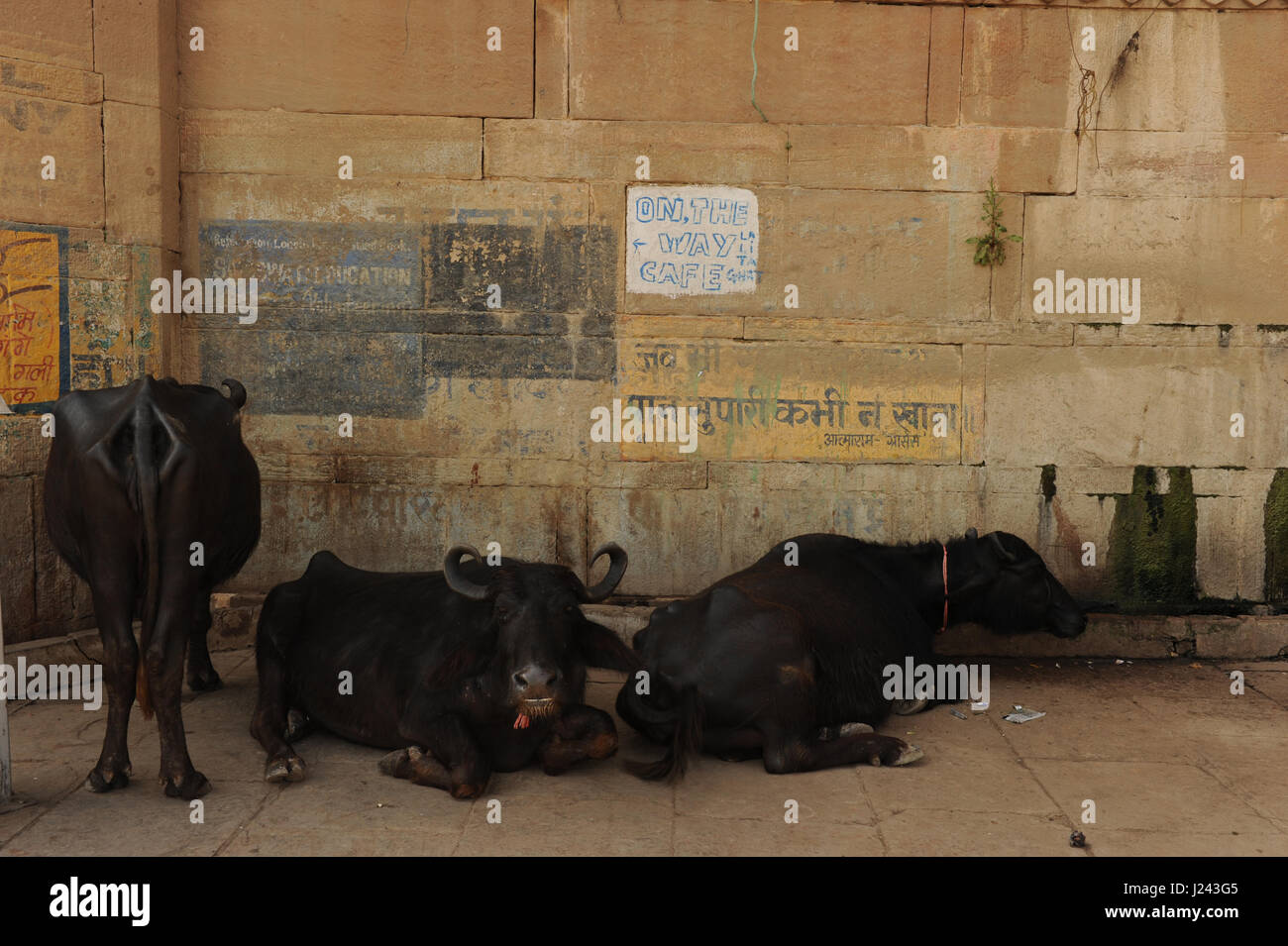 Hindu water buffalo hi-res stock photography and images - Alamy