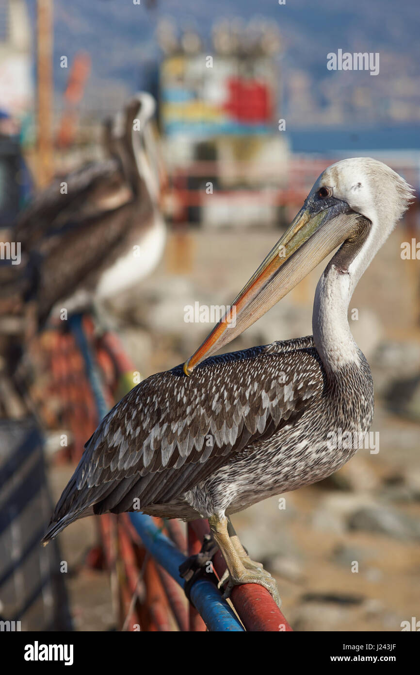 Peruvian Pelican (Pelecanus thagus) standing on a railing at the fish ...