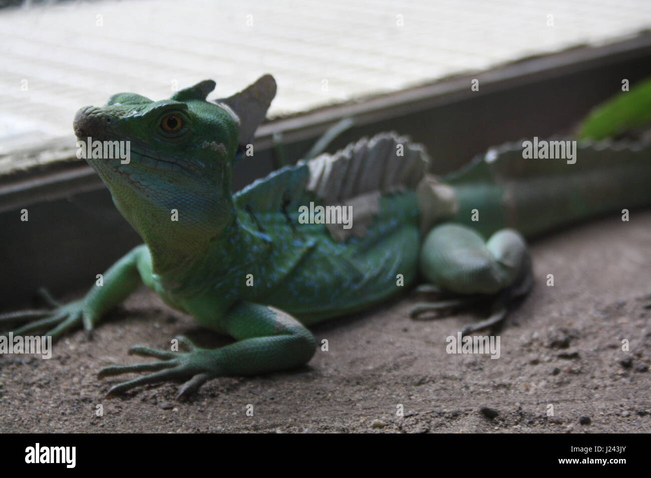 Plumed Basilisk (Basiliscus plumifrons Stock Photo - Alamy