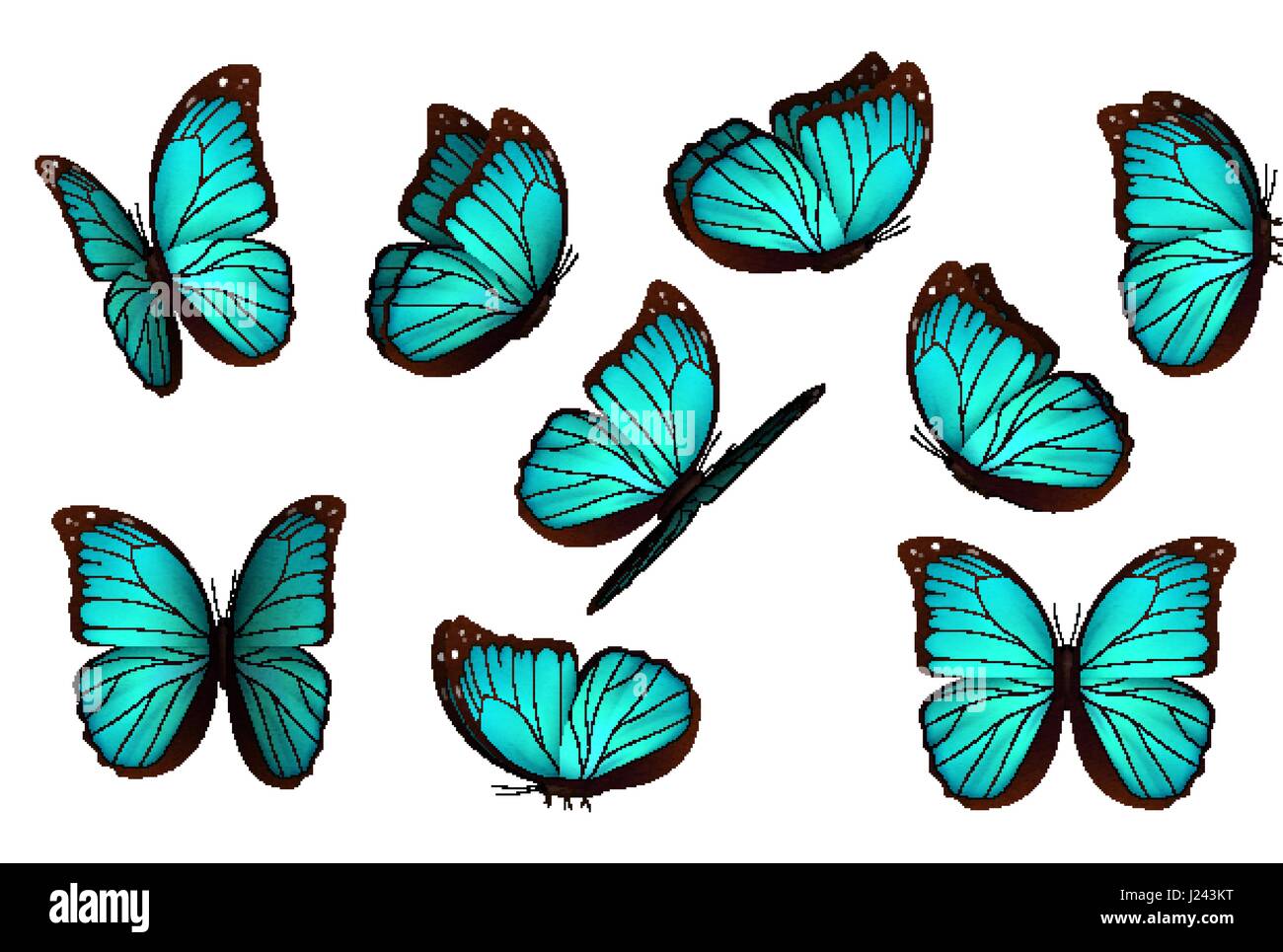 Lepidoptera butterflies moths Stock Vector Images - Alamy