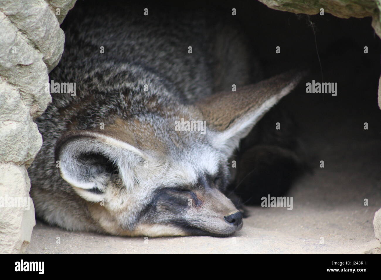 Bat Eared Fox Stock Photo - Alamy