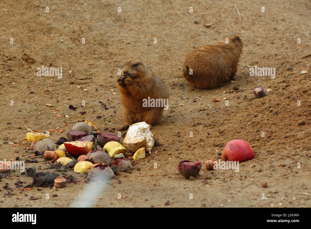 Prairie Dogs Eating Stock Photo - Alamy