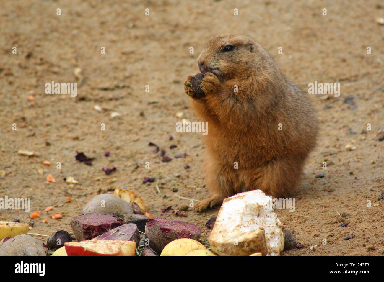 Prairie Dogs Eating Stock Photo - Alamy