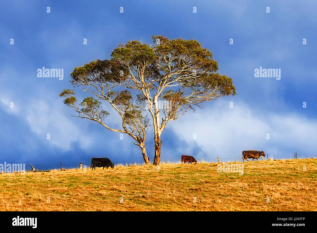 Angus bull hi-res stock photography and images - Alamy