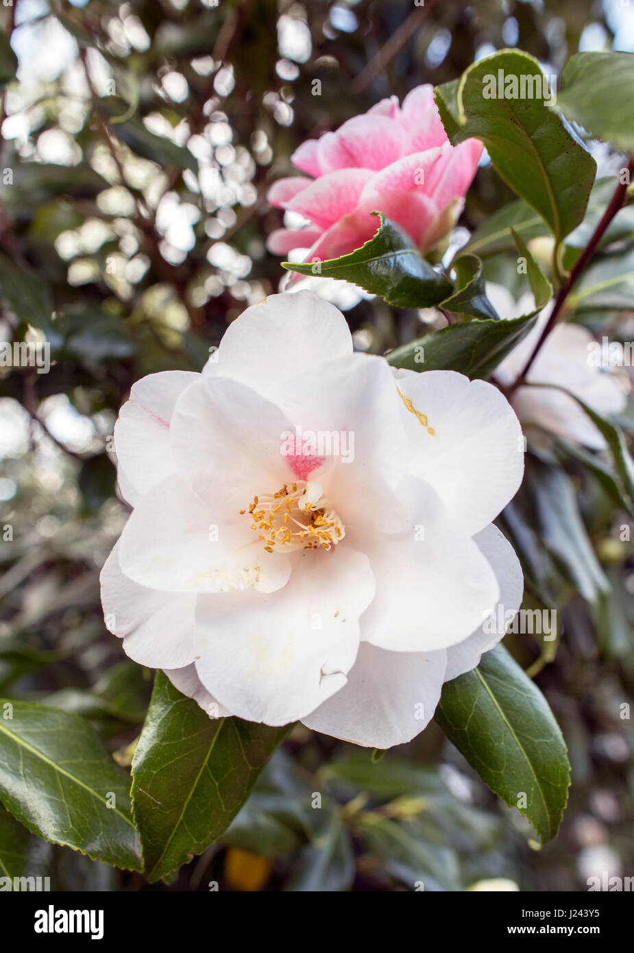 Spring Flowers in The Isabella Plantation Richmond Park London UK Stock ...