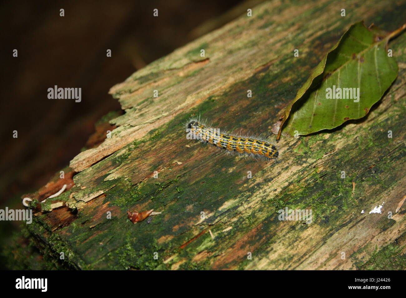 Caterpillar on log hi-res stock photography and images - Alamy