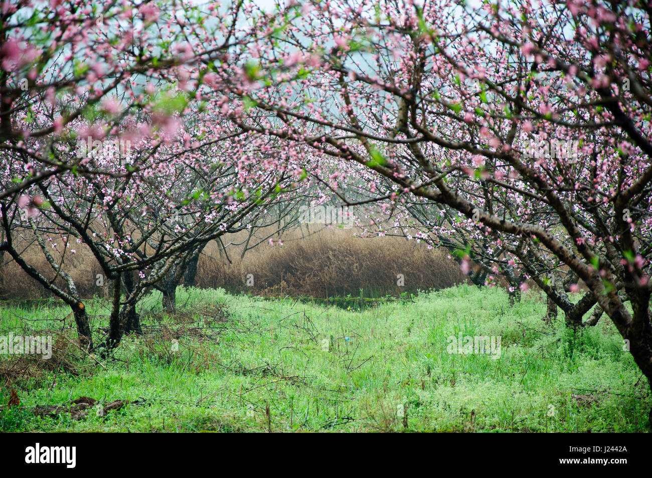 Beautiful peach flower fields scenery in the mist Stock Photo - Alamy