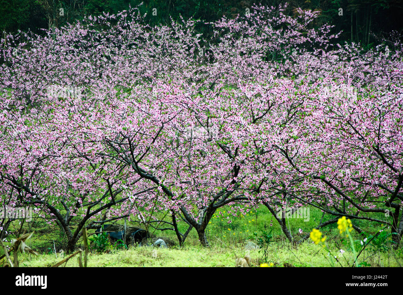 Beautiful peach flower fields scenery in the mist Stock Photo - Alamy