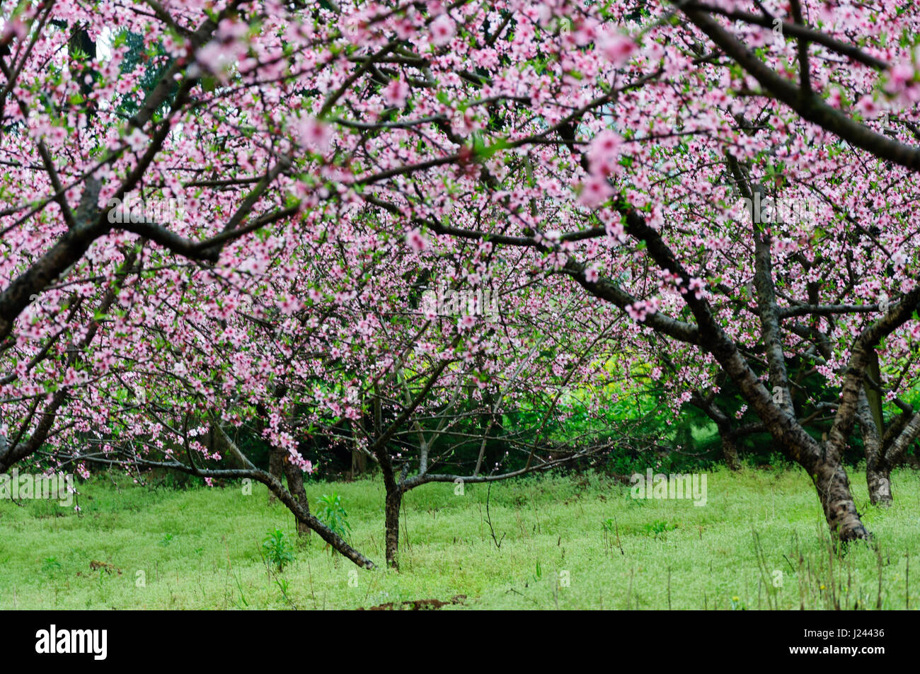 Beautiful peach flower fields scenery in the mist Stock Photo - Alamy