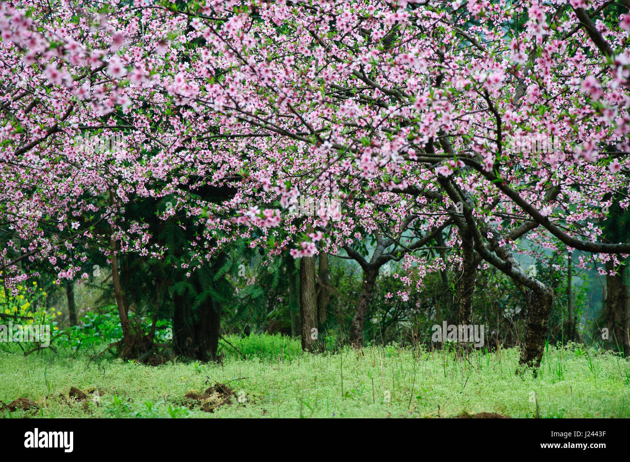 Beautiful peach flower fields scenery in the mist Stock Photo - Alamy