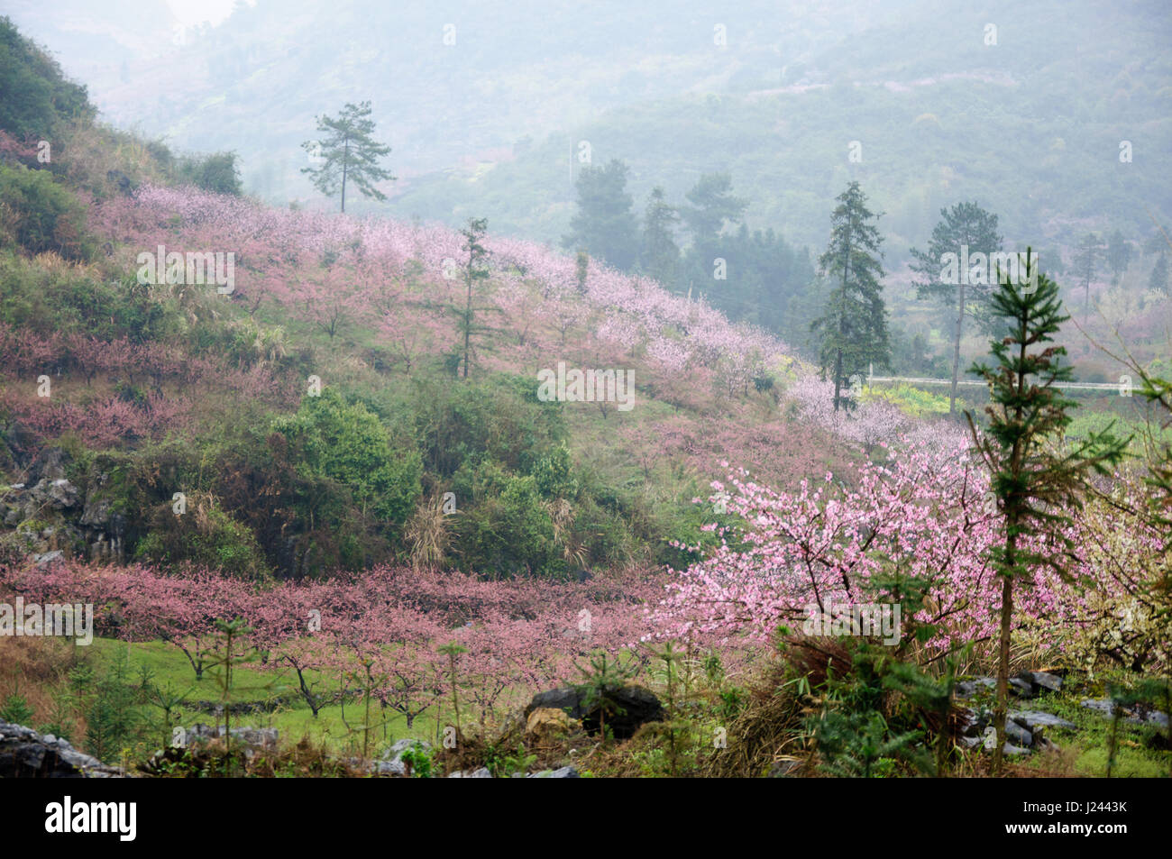 Beautiful peach flower fields scenery in the mist Stock Photo - Alamy