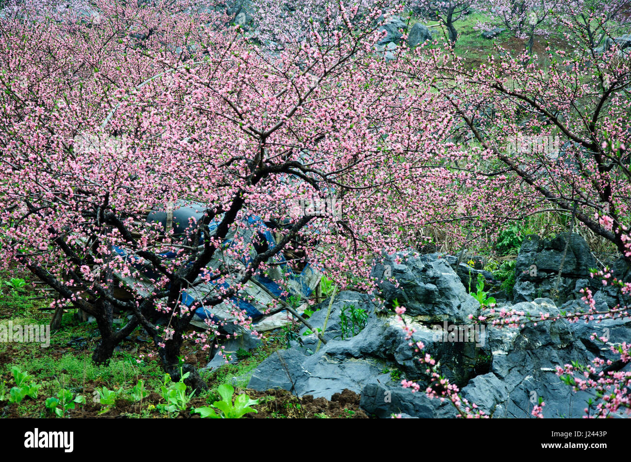 Beautiful peach flower fields scenery in the mist Stock Photo - Alamy