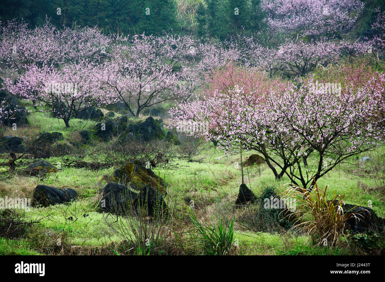 Beautiful peach flower fields scenery in the mist Stock Photo - Alamy