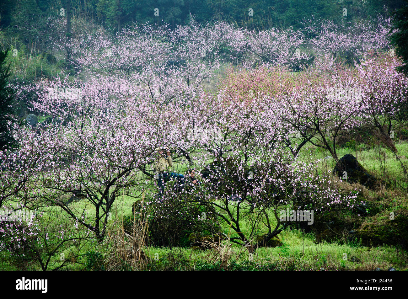 Beautiful peach flower fields scenery in the mist Stock Photo - Alamy