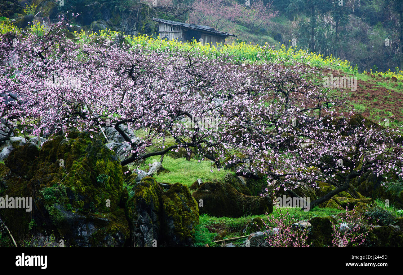 Beautiful peach flower fields scenery in the mist Stock Photo - Alamy