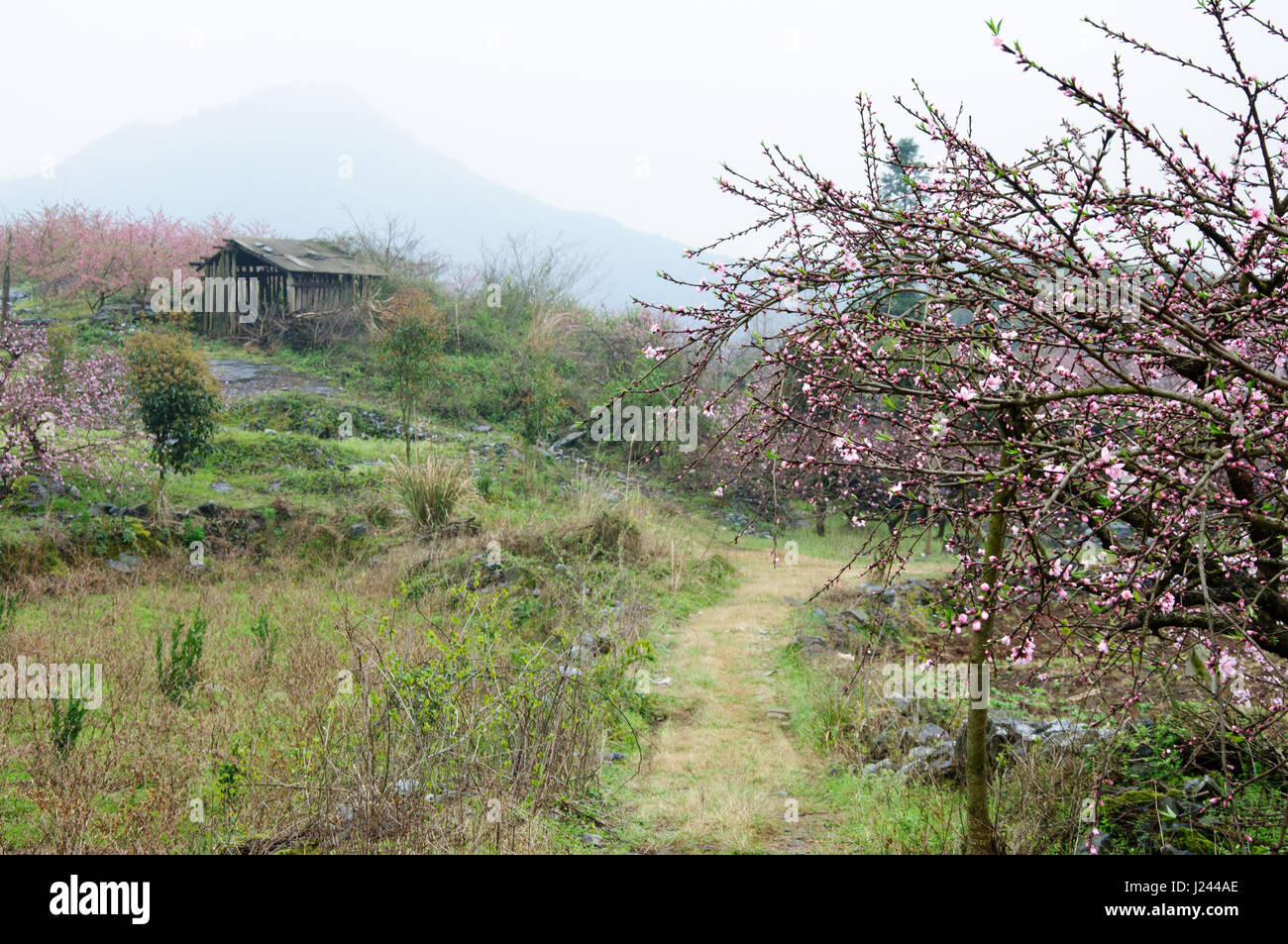 Beautiful peach flower fields scenery in the mist Stock Photo - Alamy