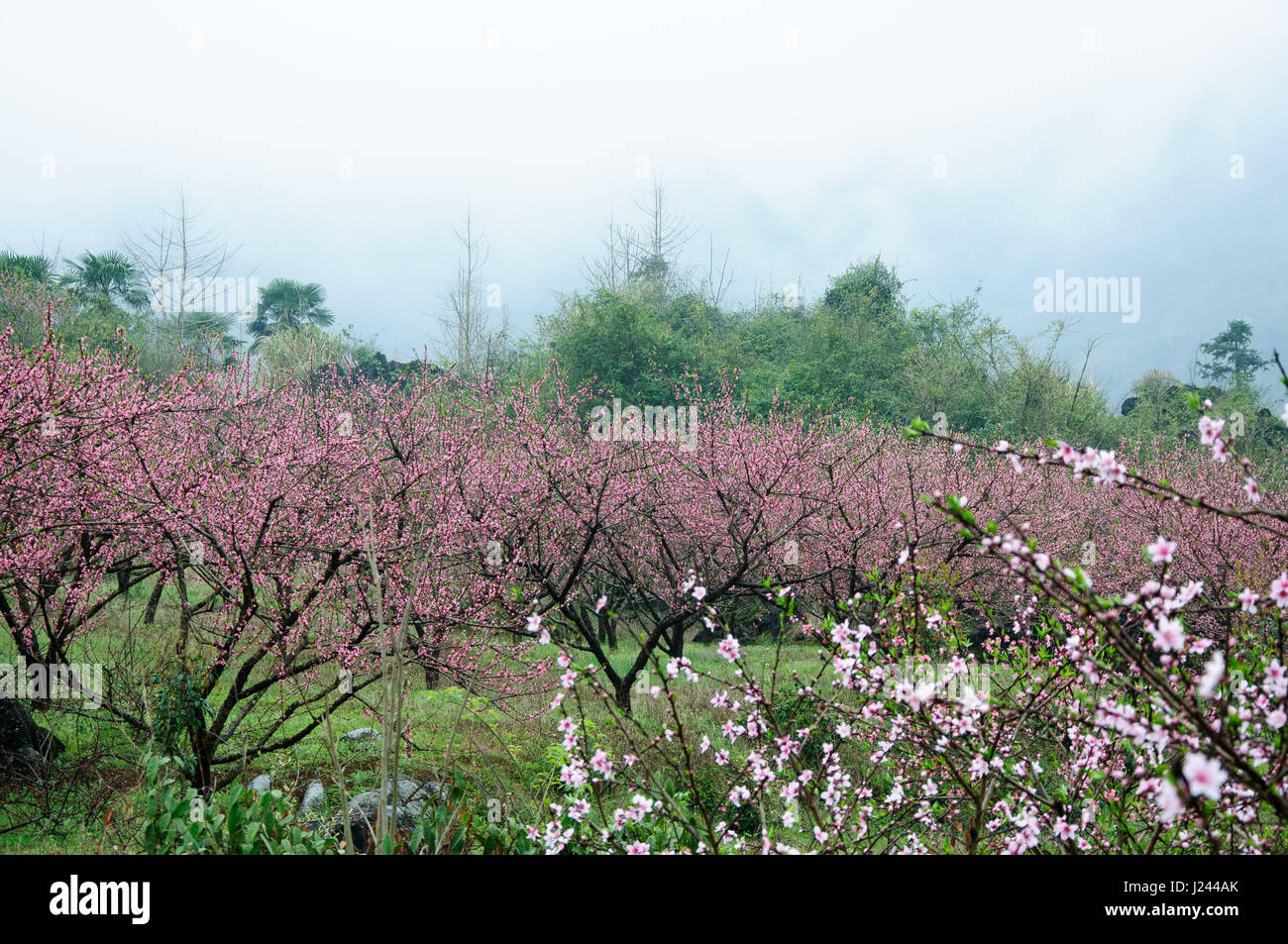 Beautiful peach flower fields scenery in the mist Stock Photo - Alamy