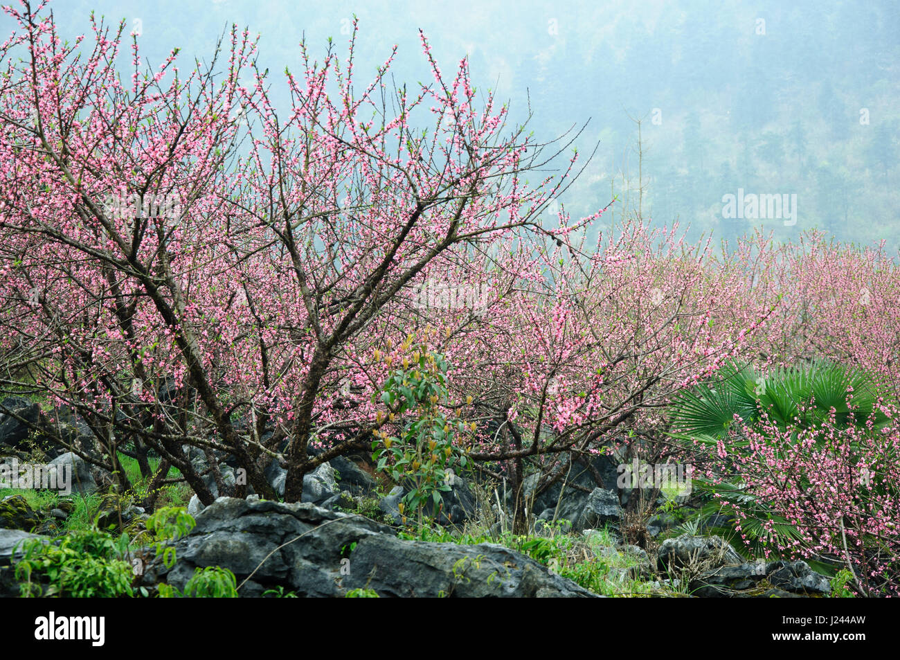 Beautiful peach flower fields scenery in the mist Stock Photo - Alamy