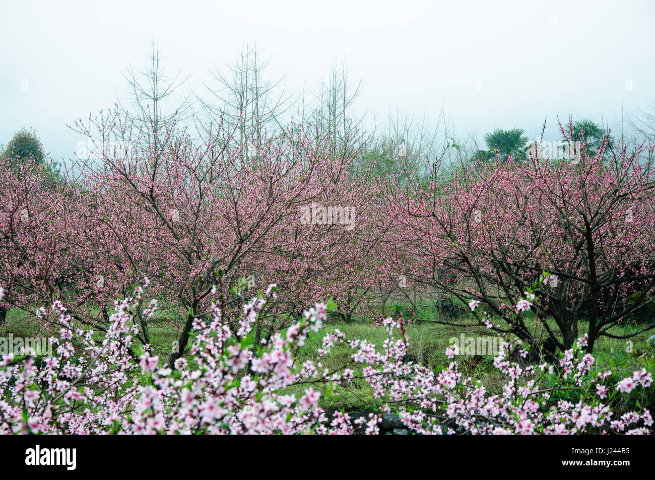 Beautiful peach flower fields scenery in the mist Stock Photo - Alamy