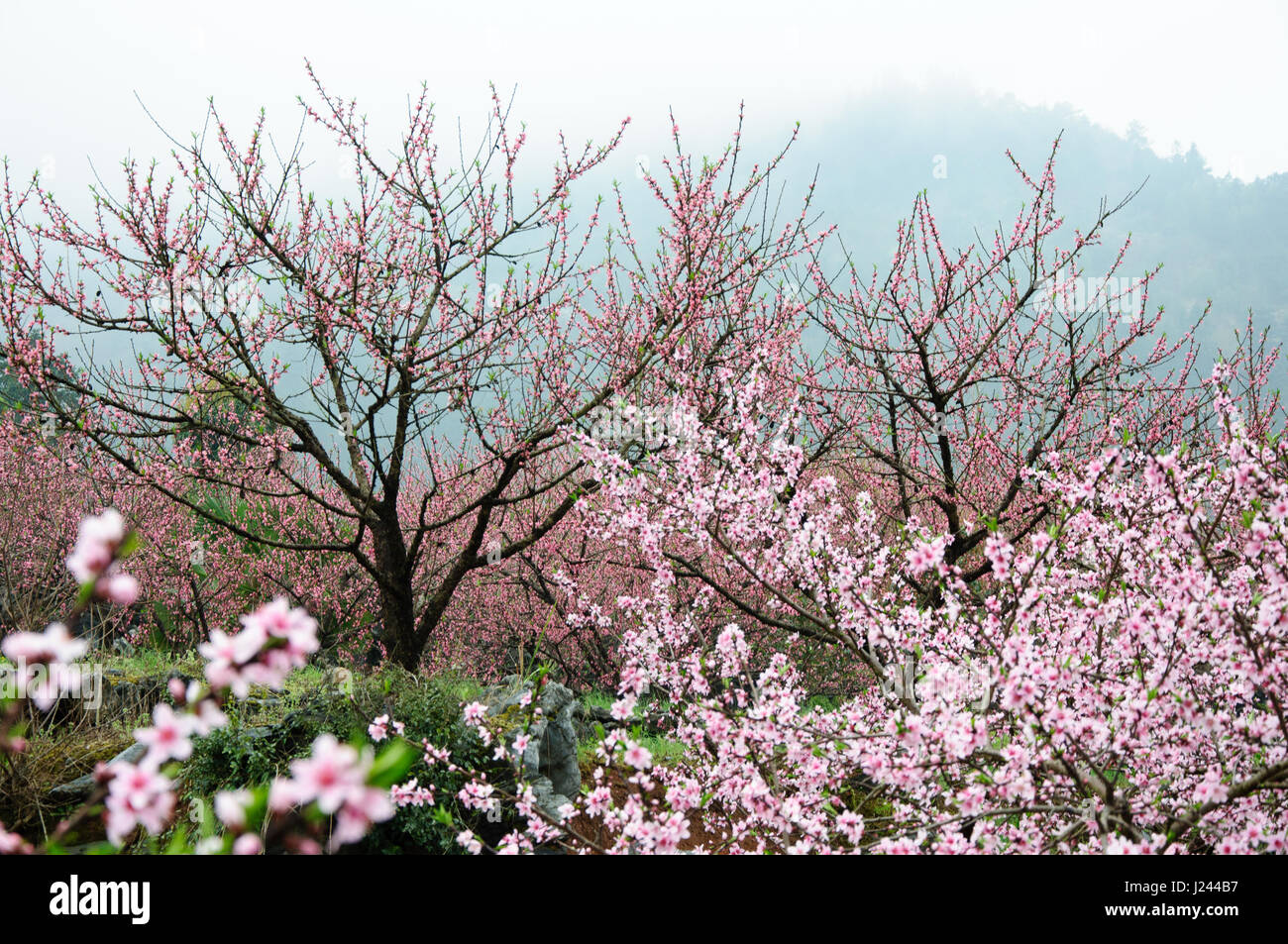 Beautiful peach flower fields scenery in the mist Stock Photo - Alamy