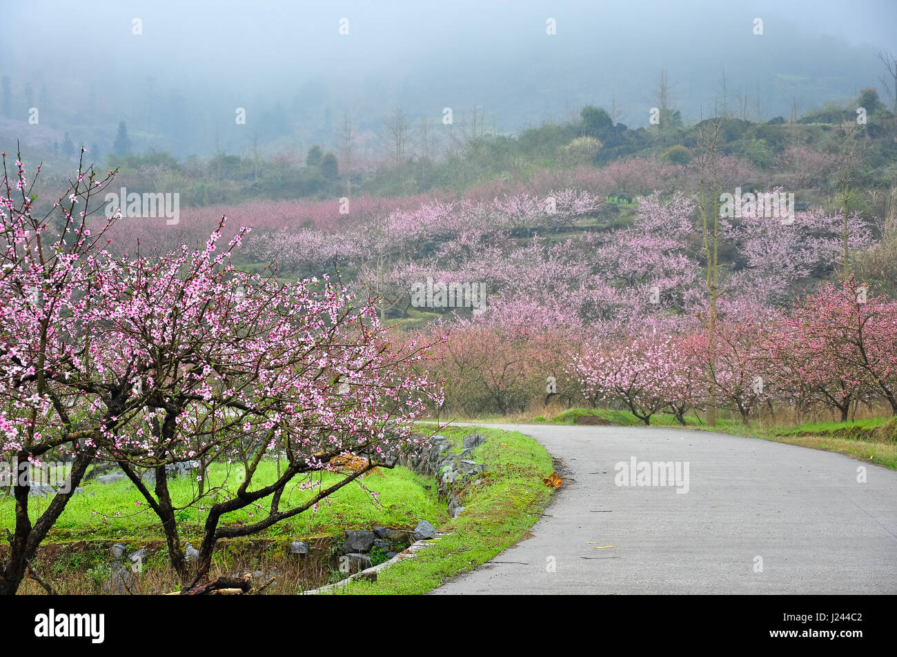 Beautiful peach flower fields scenery in the mist Stock Photo - Alamy