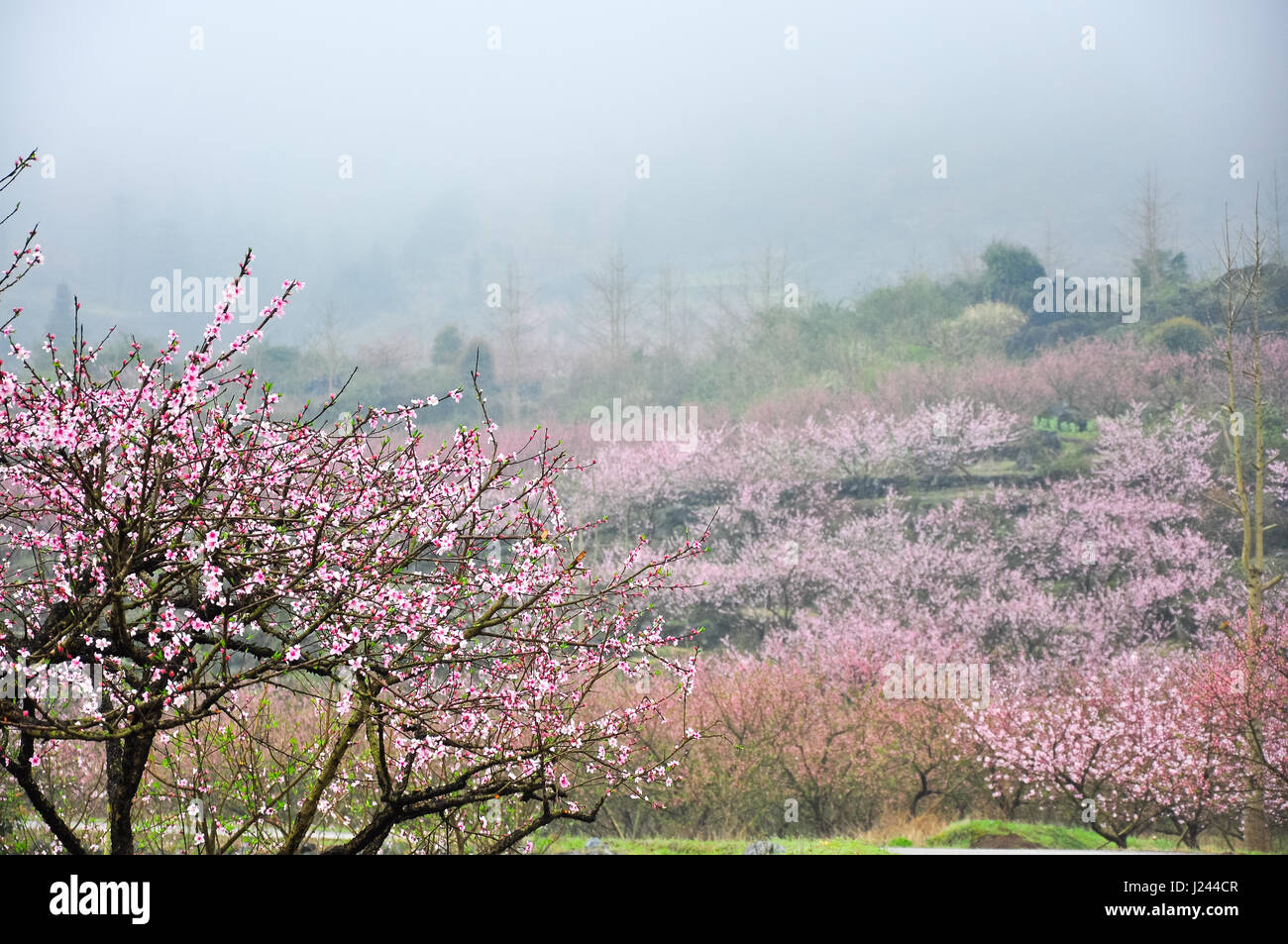 Beautiful peach flower fields scenery in the mist Stock Photo - Alamy