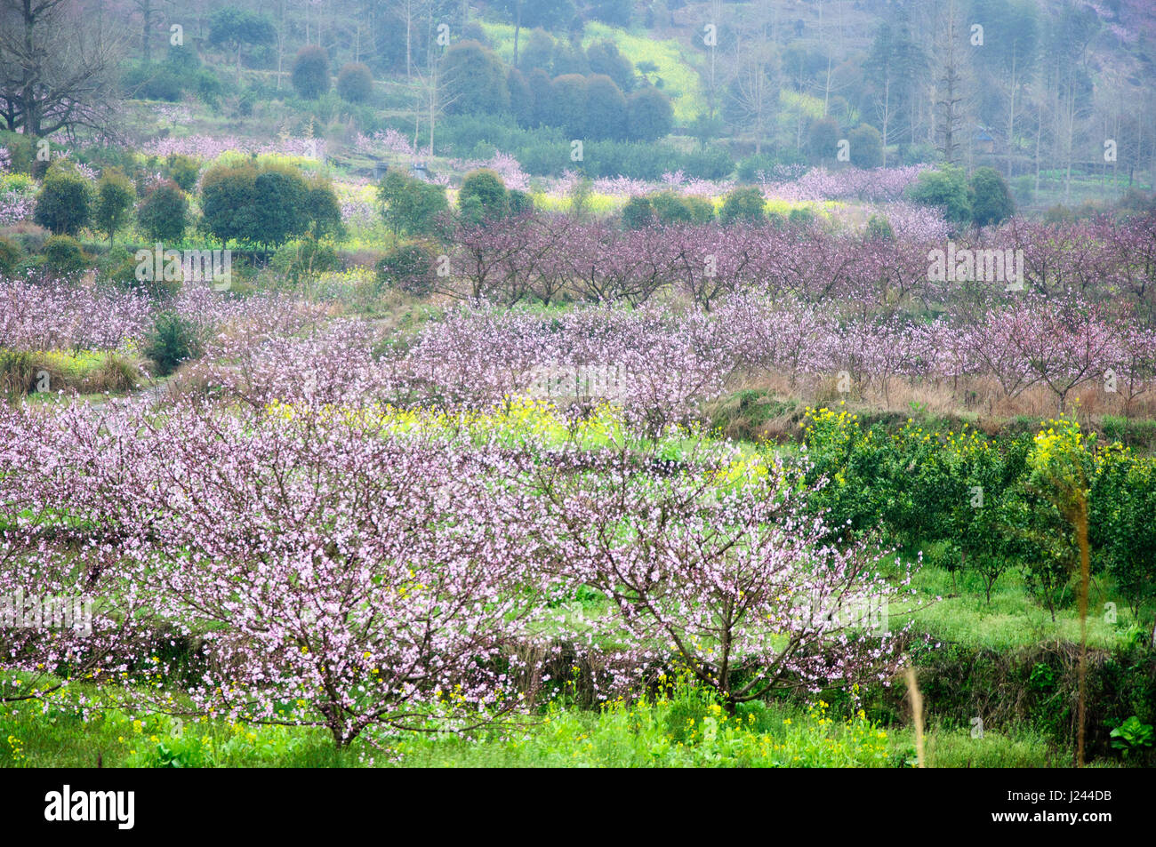 Beautiful peach flower fields scenery in the mist Stock Photo - Alamy