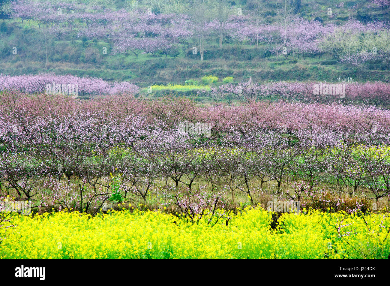 Beautiful peach flower fields scenery in the mist Stock Photo - Alamy