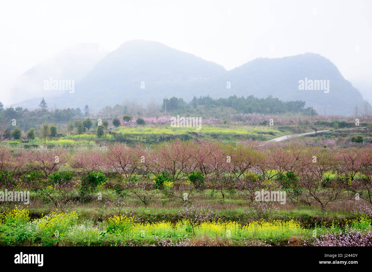 Beautiful peach flower fields scenery in the mist Stock Photo - Alamy
