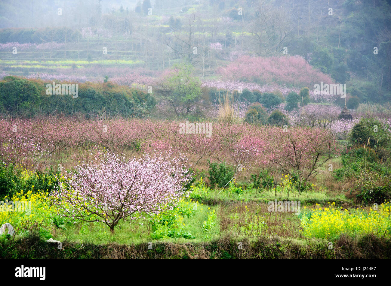 Beautiful peach flower fields scenery in the mist Stock Photo - Alamy