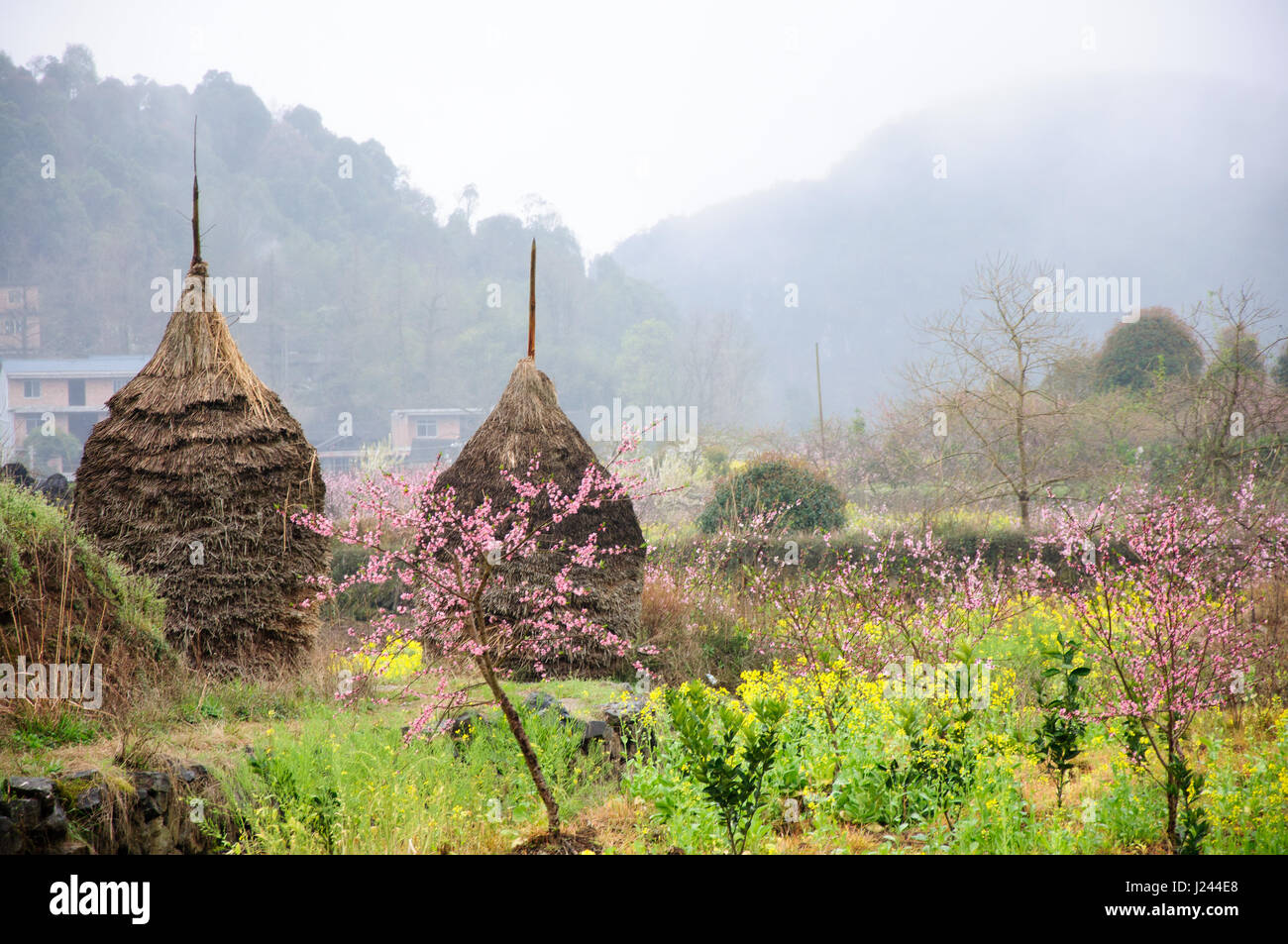 Beautiful peach flower fields scenery in the mist Stock Photo - Alamy