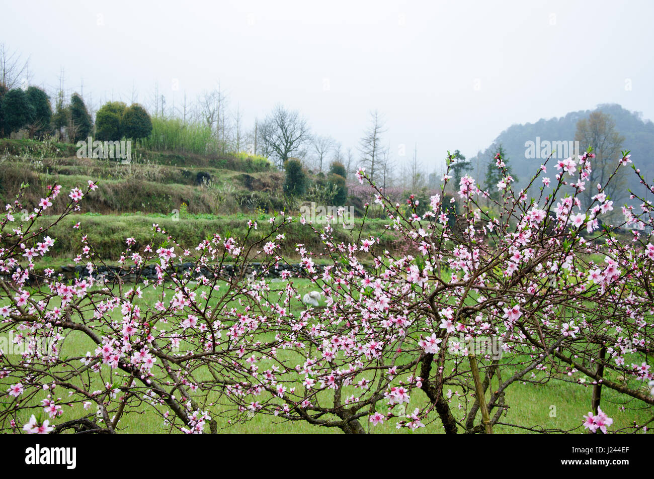Beautiful peach flower fields scenery in the mist Stock Photo - Alamy