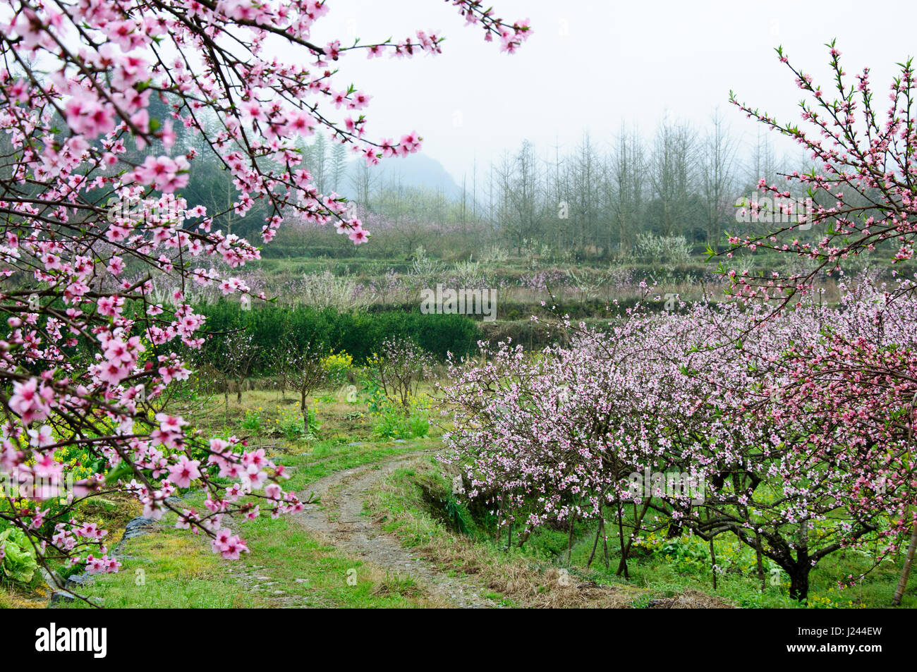Beautiful peach flower fields scenery in the mist Stock Photo - Alamy