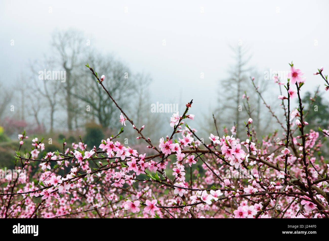Beautiful peach flower fields scenery in the mist Stock Photo - Alamy