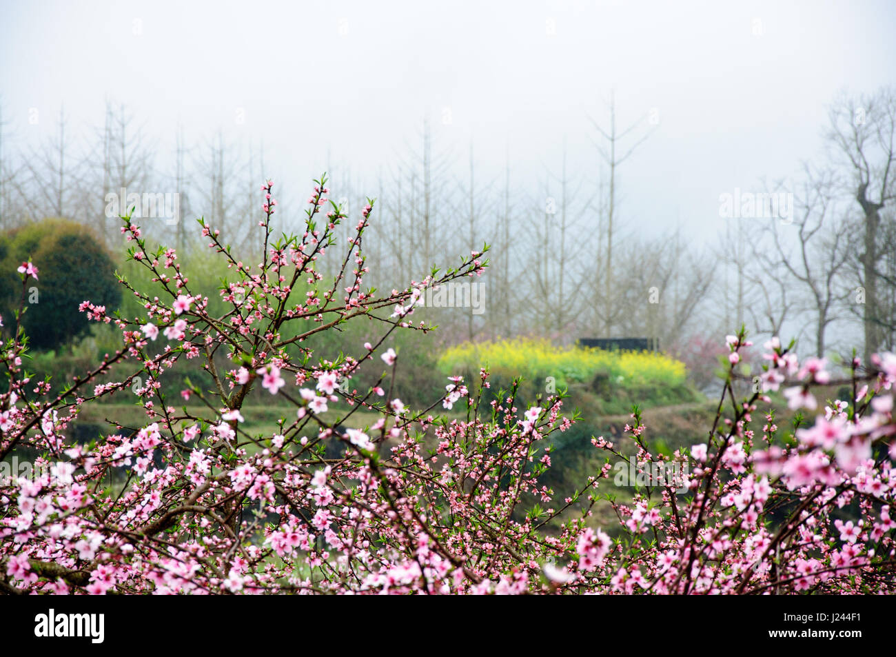 Beautiful peach flower fields scenery in the mist Stock Photo - Alamy