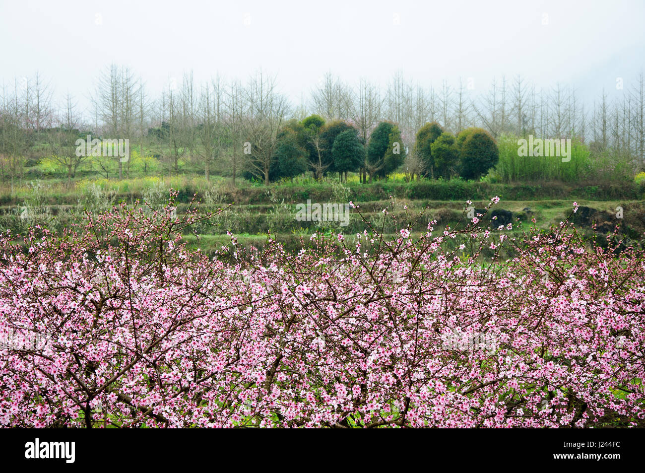 Beautiful peach flower fields scenery in the mist Stock Photo - Alamy