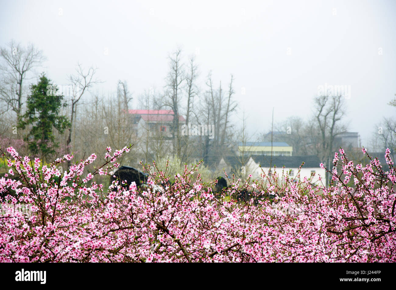 Beautiful peach flower fields scenery in the mist Stock Photo - Alamy