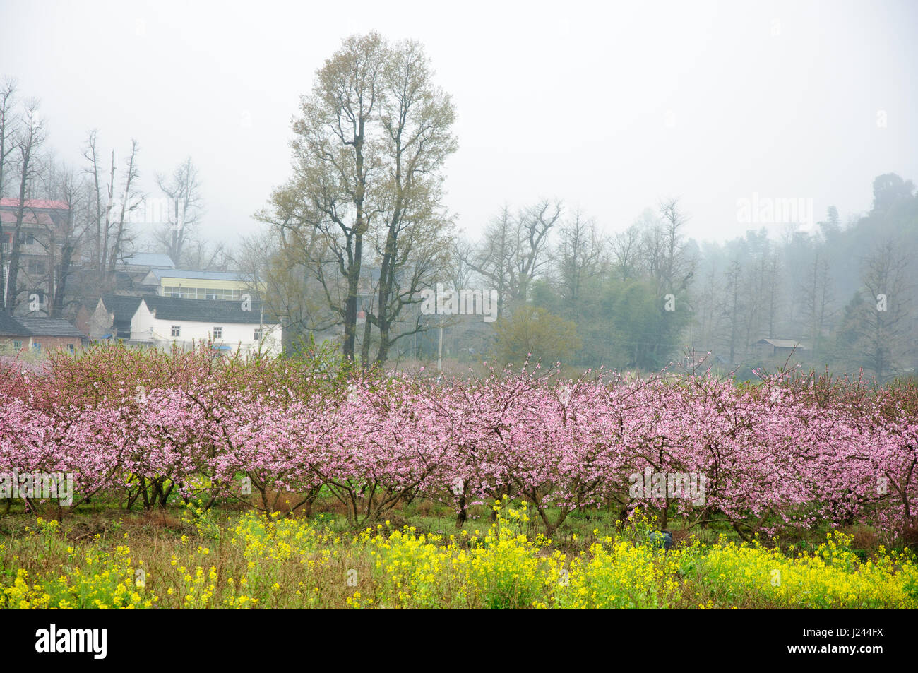 Beautiful peach flower fields scenery in the mist Stock Photo - Alamy