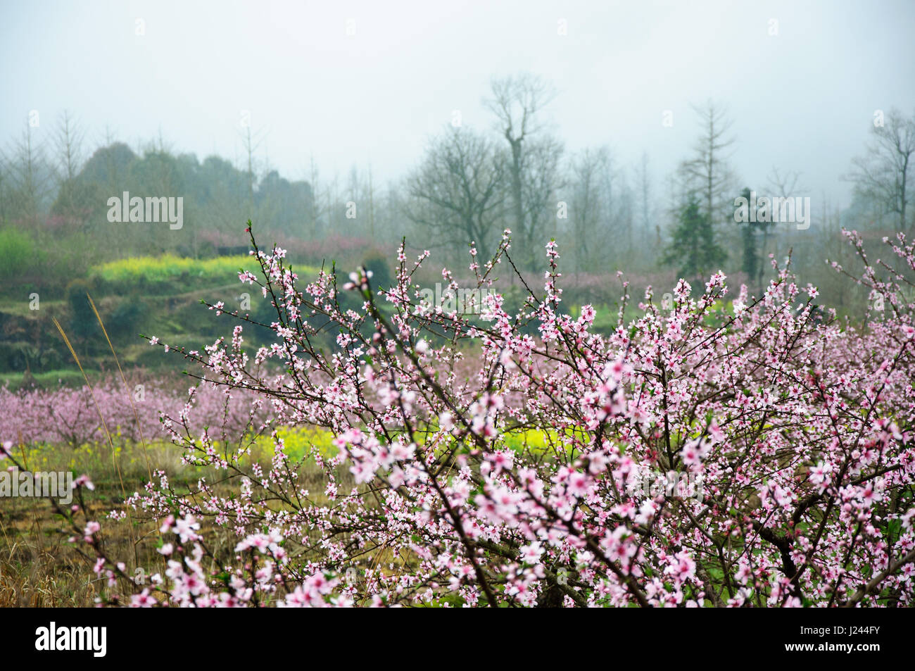 Beautiful peach flower fields scenery in the mist Stock Photo - Alamy