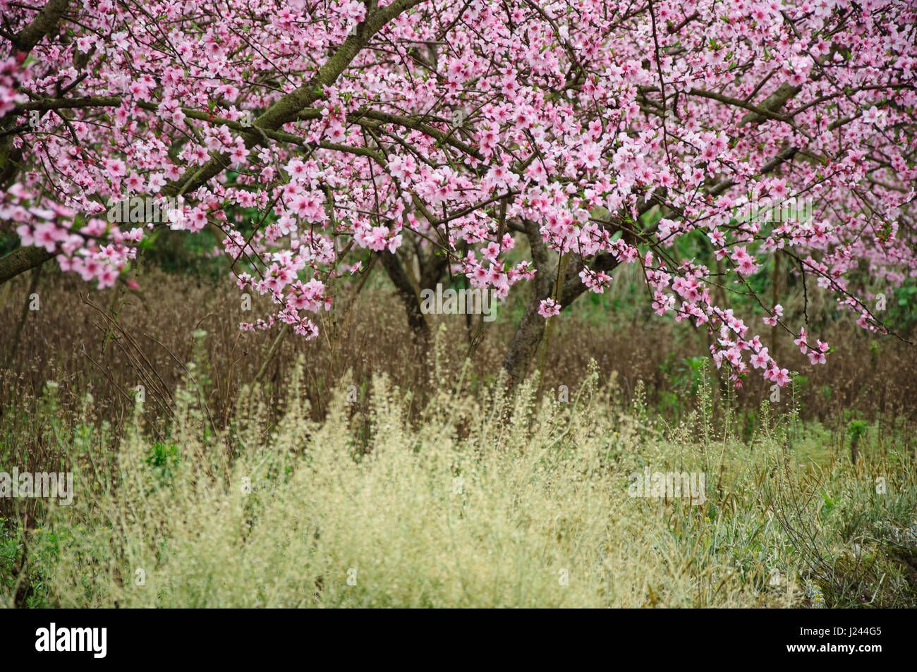 Beautiful peach flower fields scenery in the mist Stock Photo - Alamy